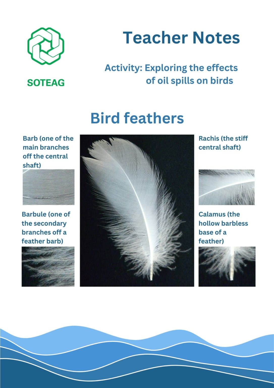 Feather Experiment: exploring the effects of oil on bird feathers – SOTEAG