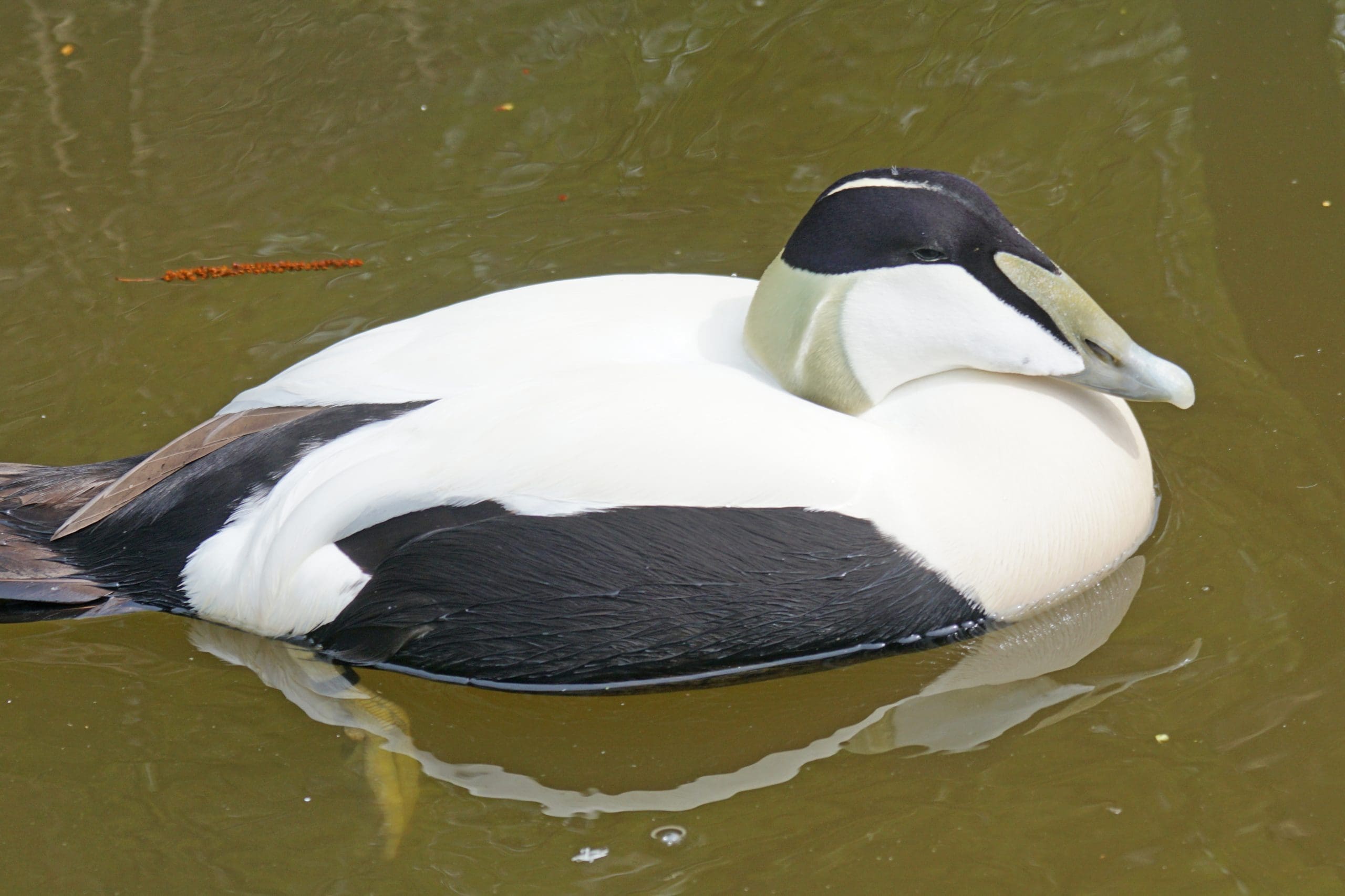 Seabird Monitoring – SOTEAG