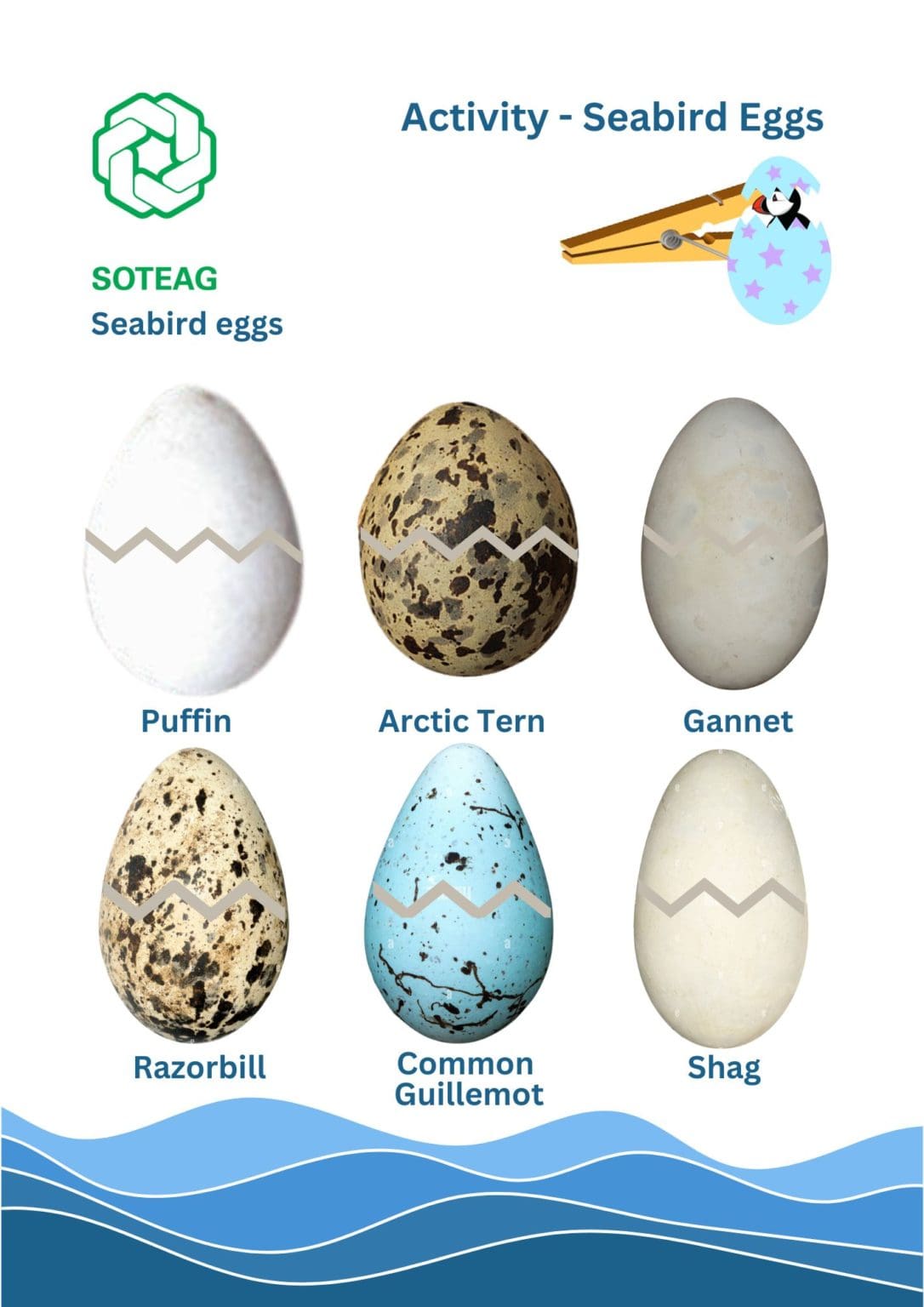 Seabird eggs – SOTEAG
