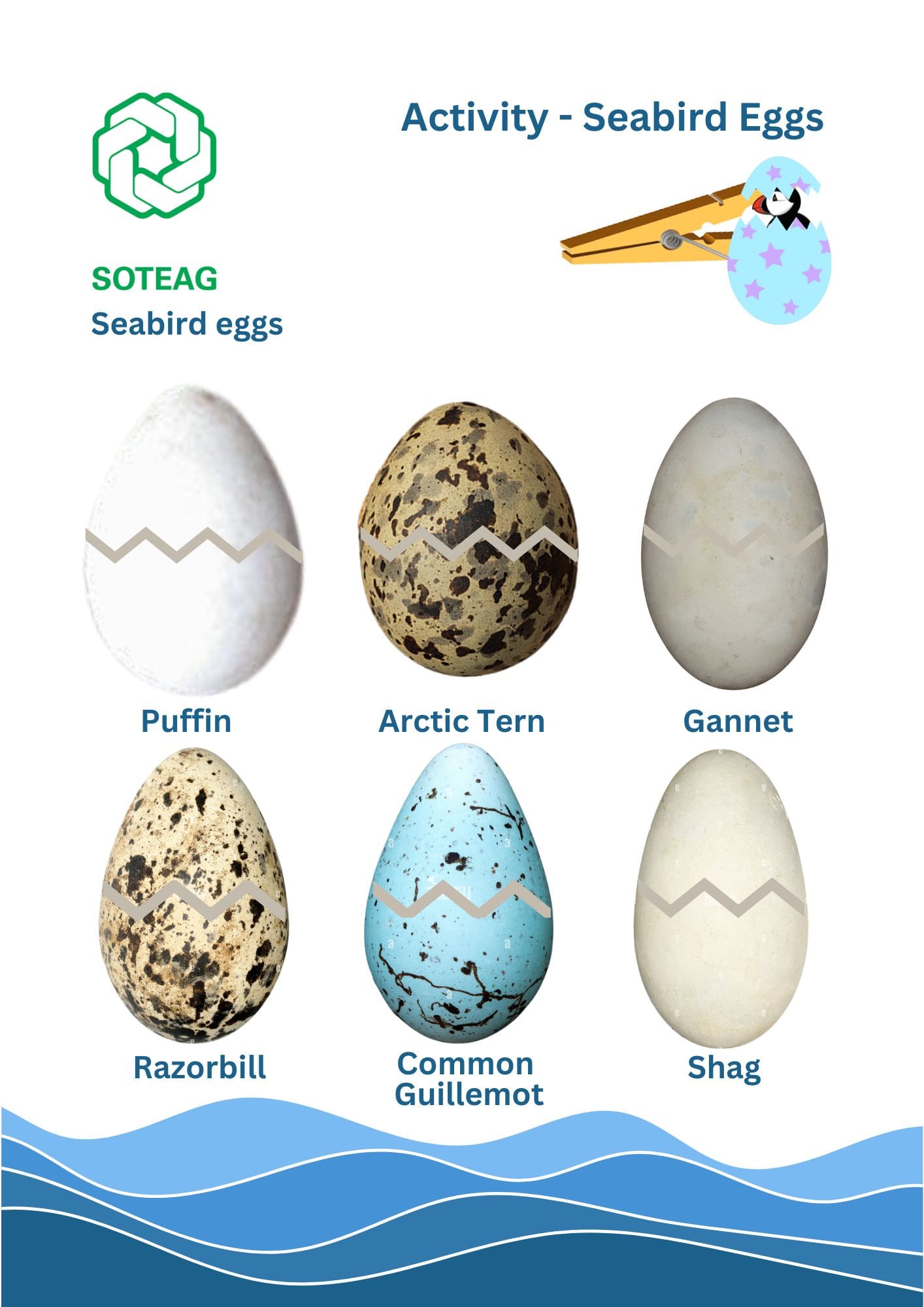 Seabird eggs – SOTEAG